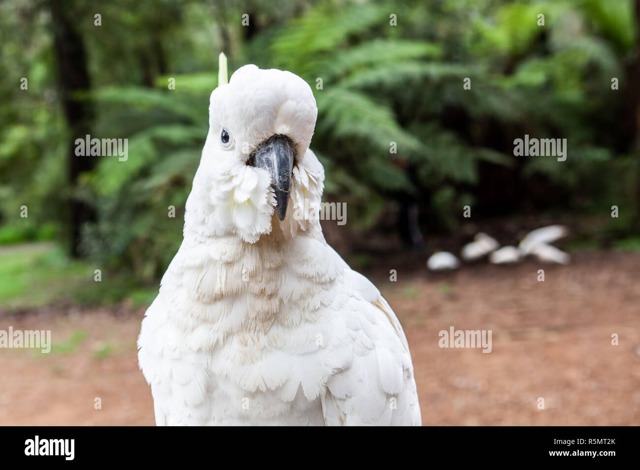 Sulphur-crested cockatoo portrait Stock Photo - Alamy