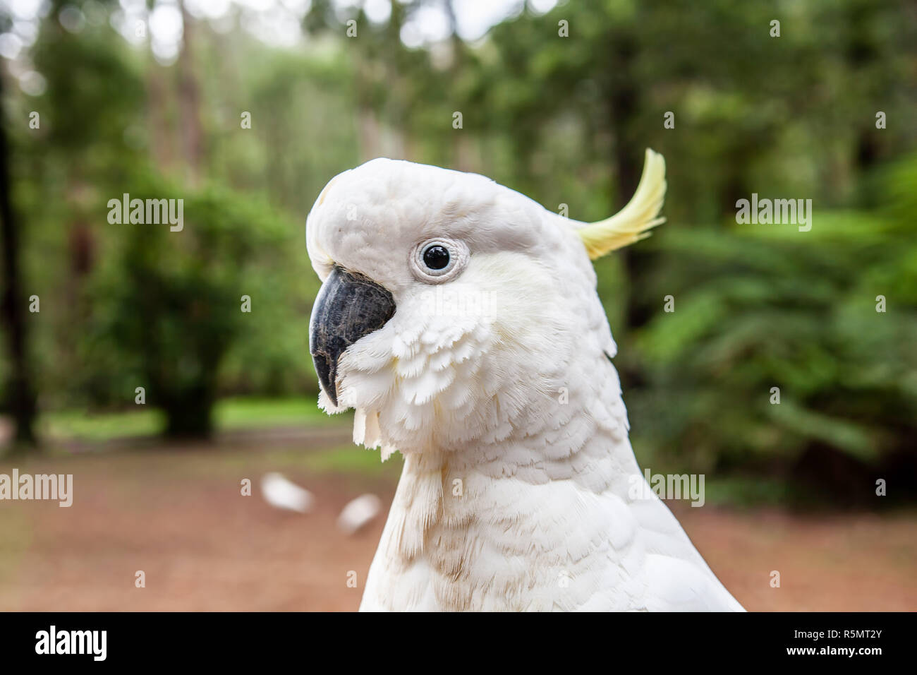 Sulphur crested hi-res stock photography and images - Alamy