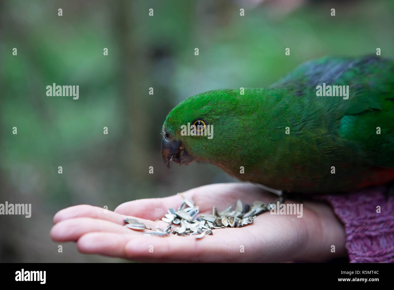 Parrot king hi-res stock photography and images - Alamy