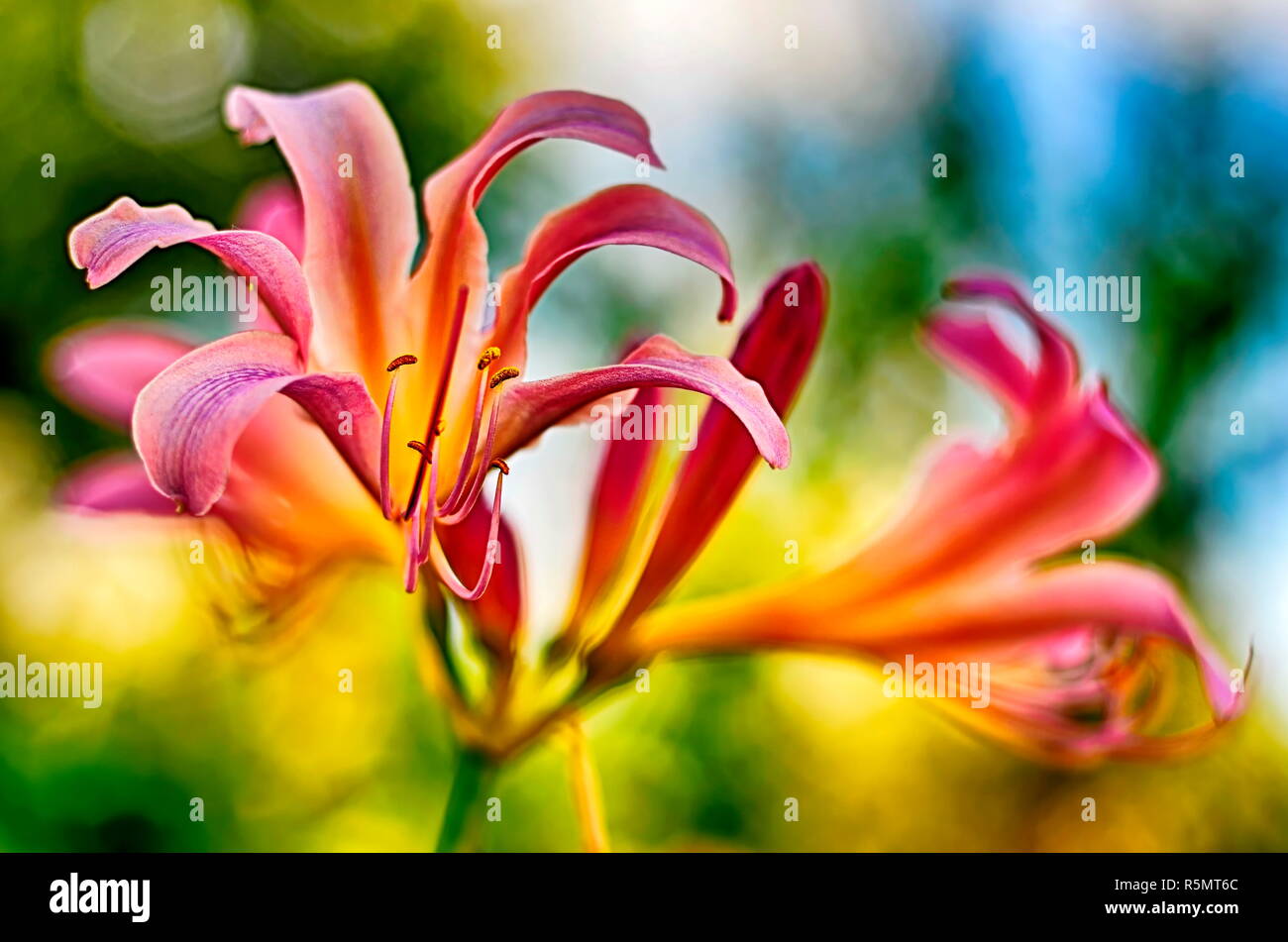 Lily Flower - colorful Stock Photo - Alamy