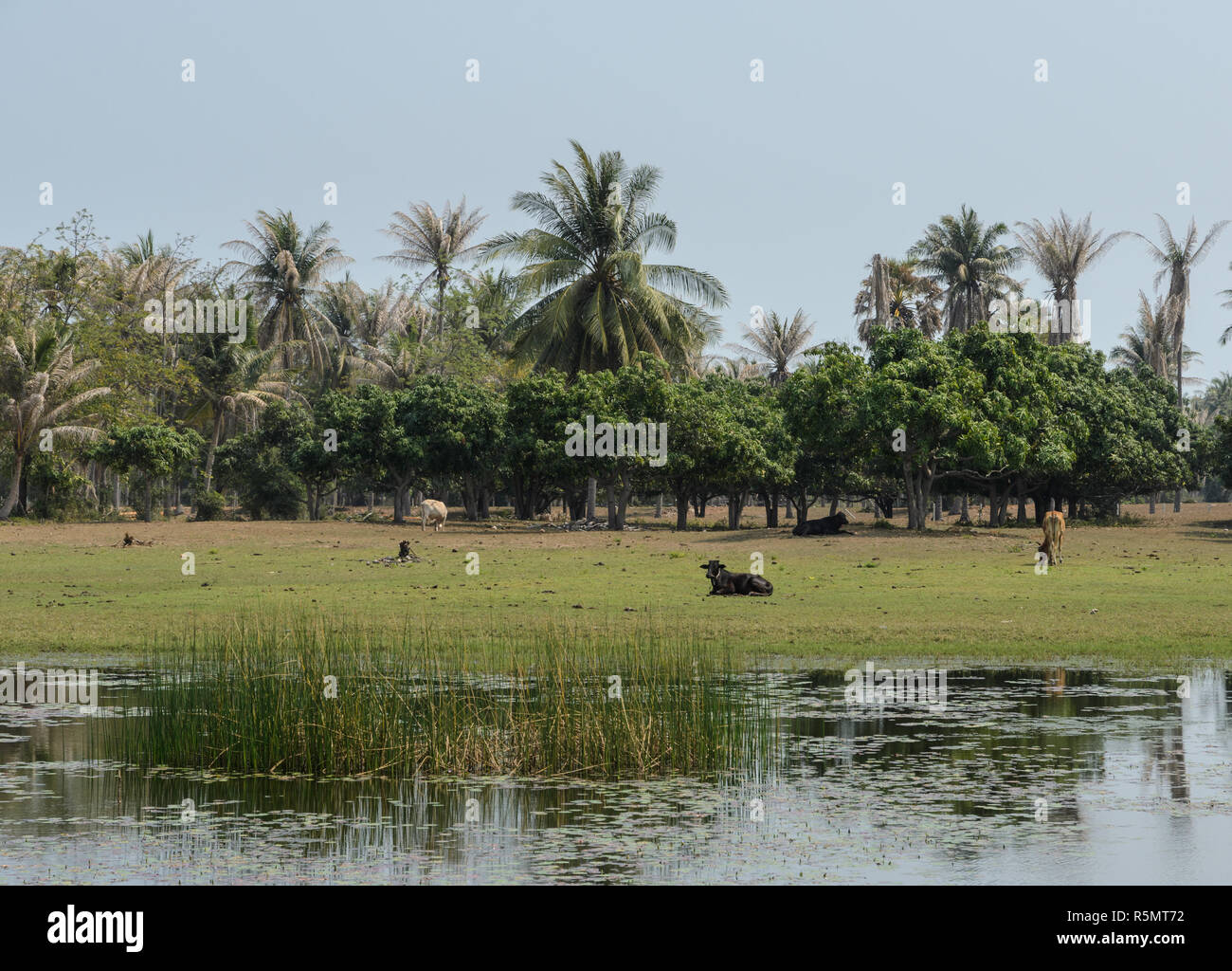 Asian countryside of coconut palm trees plantation Stock Photo - Alamy