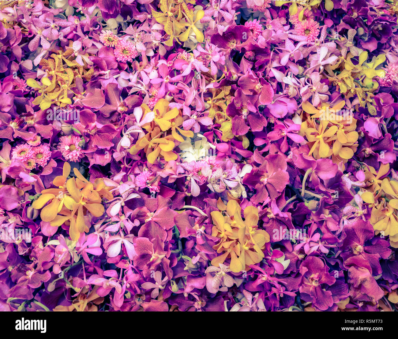 Yellow pink dendrobium orchid hi-res stock photography and images - Alamy