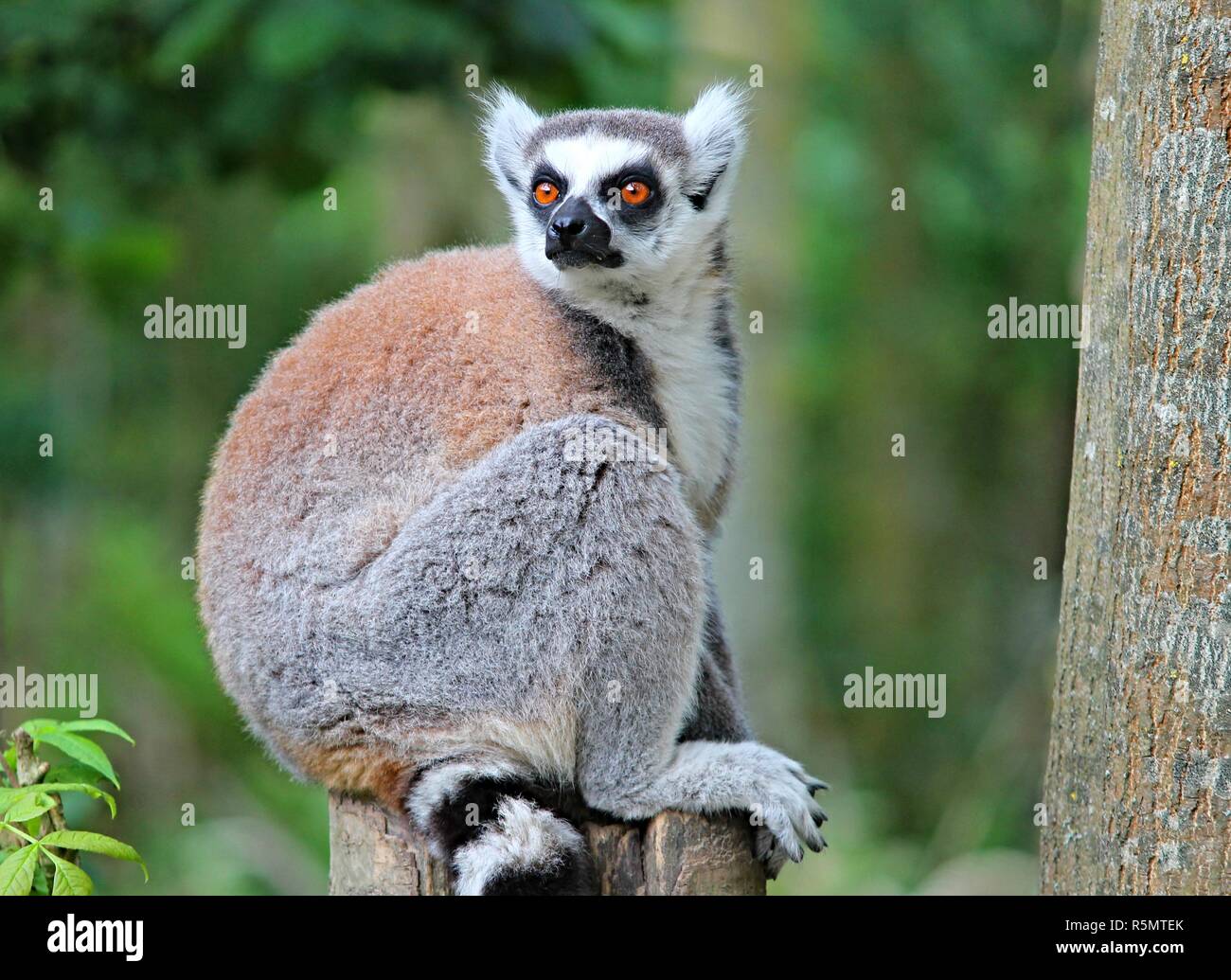 Lemurenaffe hi-res stock photography and images - Alamy