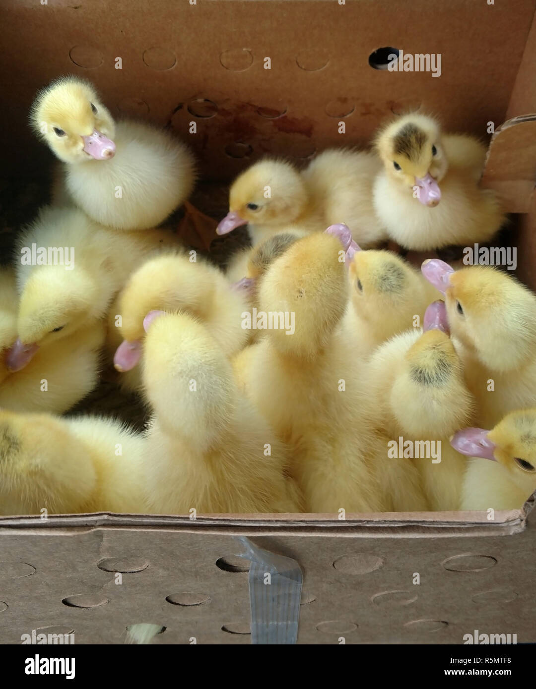 Ducklings in box Stock Photo - Alamy