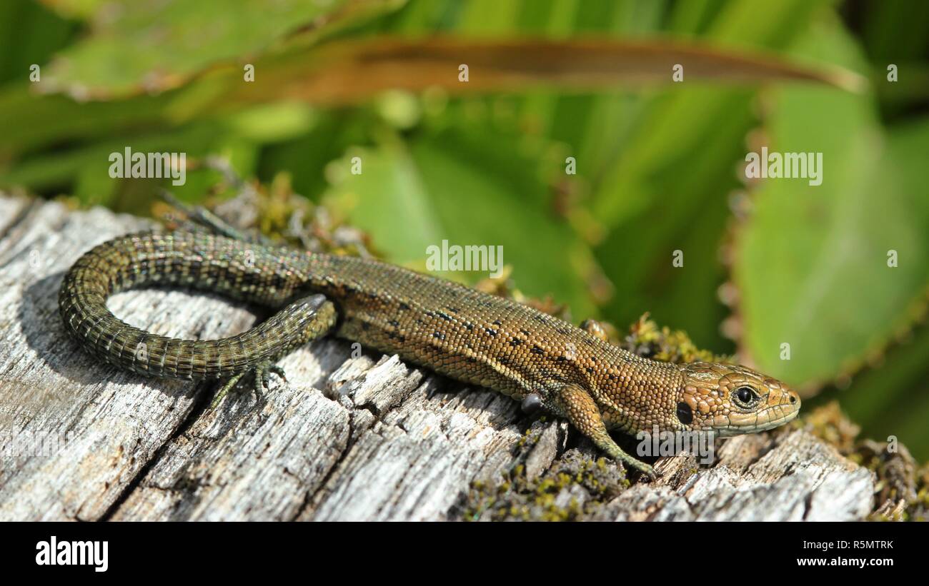 young forest lizard (zootoca vivipara) on wooden plank path Stock Photo ...