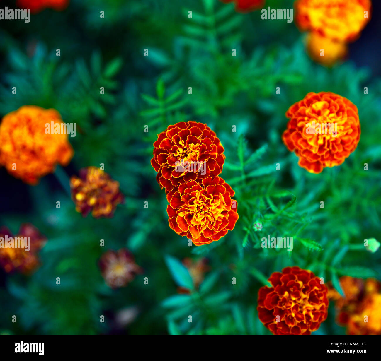 Marigolds in the garden hi-res stock photography and images - Alamy