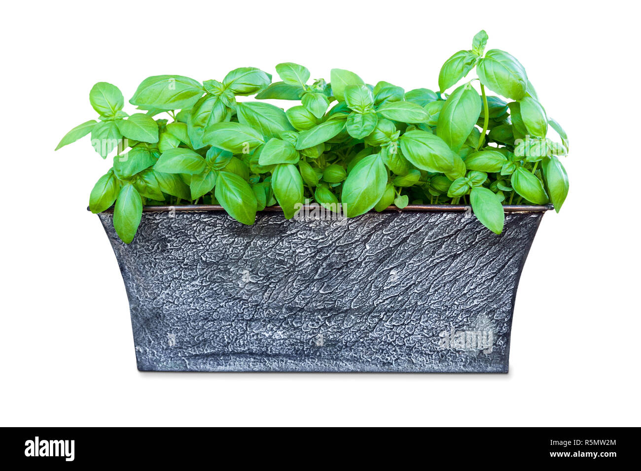 Potted basil isolated on white background Stock Photo - Alamy