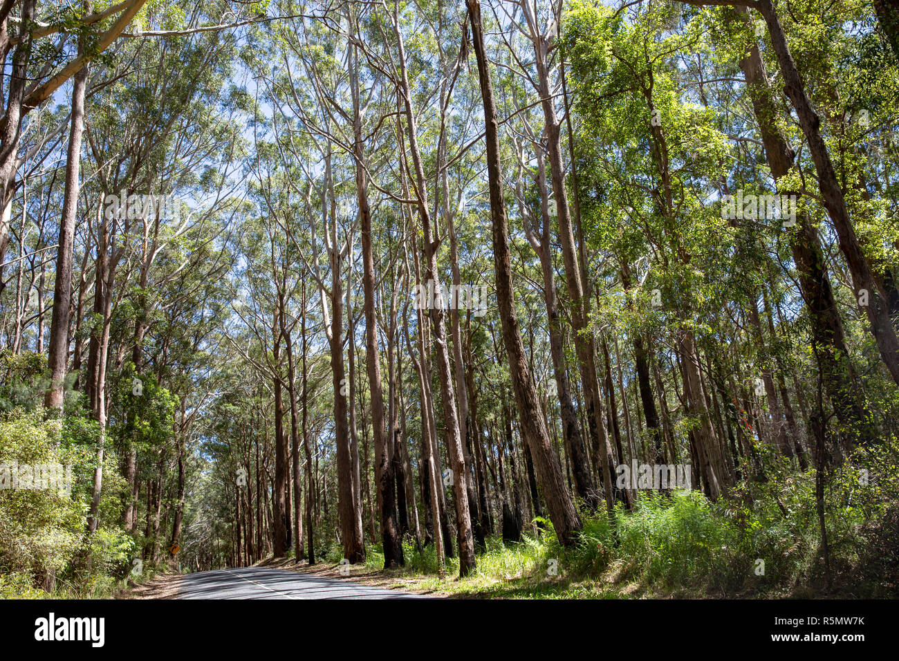 Australian pine trees hi-res stock photography and images - Alamy