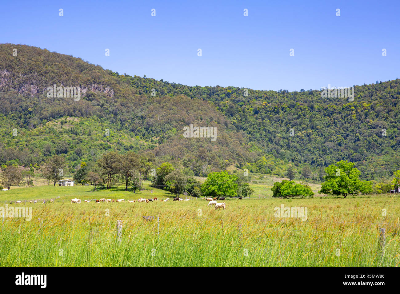 Nurimbah valley in Springbrook national park,Gold Coast hinterland ...