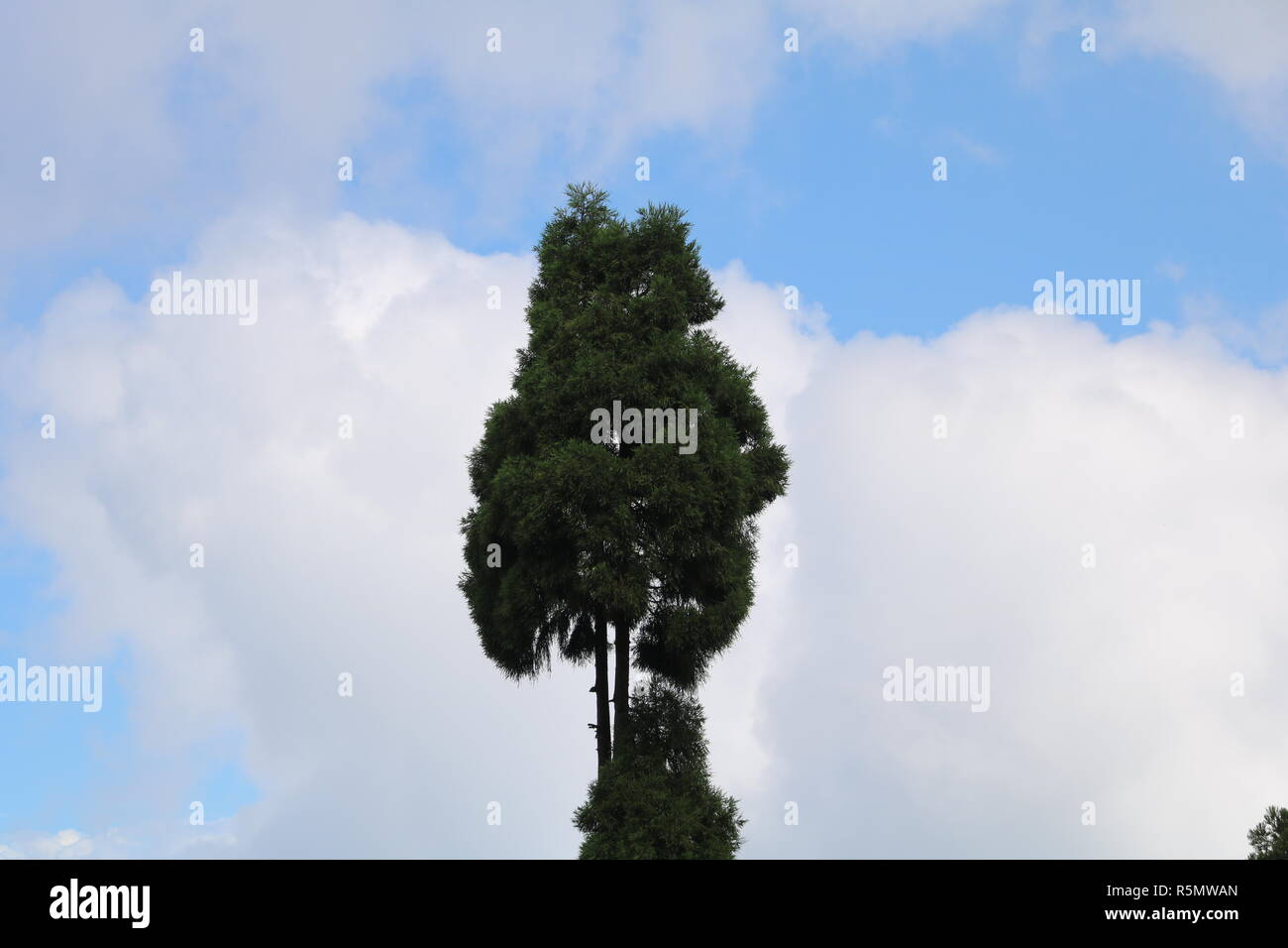 Lamahatta darjeeling hi-res stock photography and images - Alamy