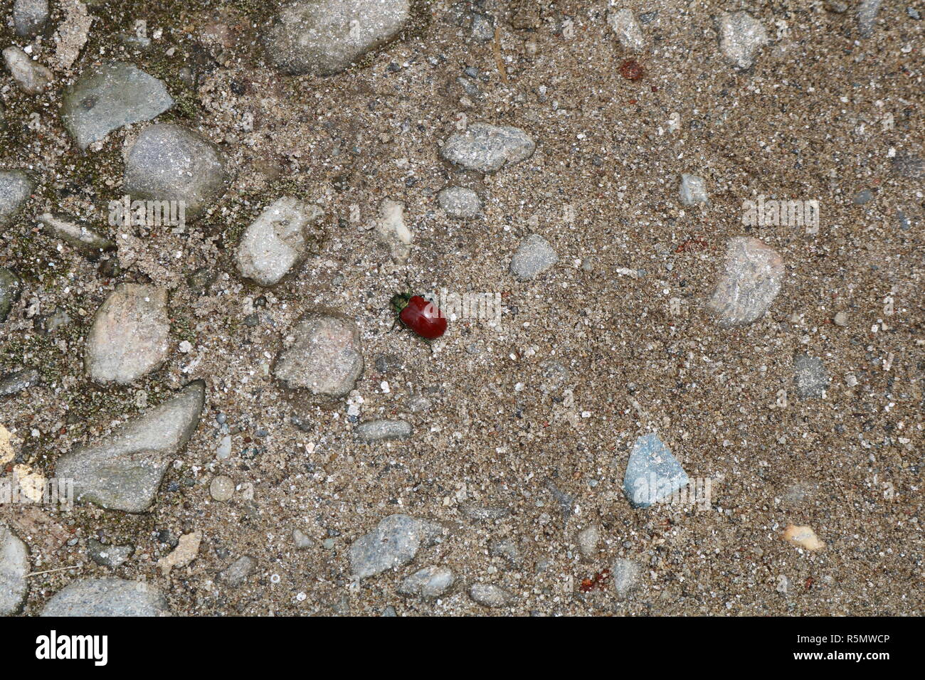 Tea bug hi-res stock photography and images - Alamy