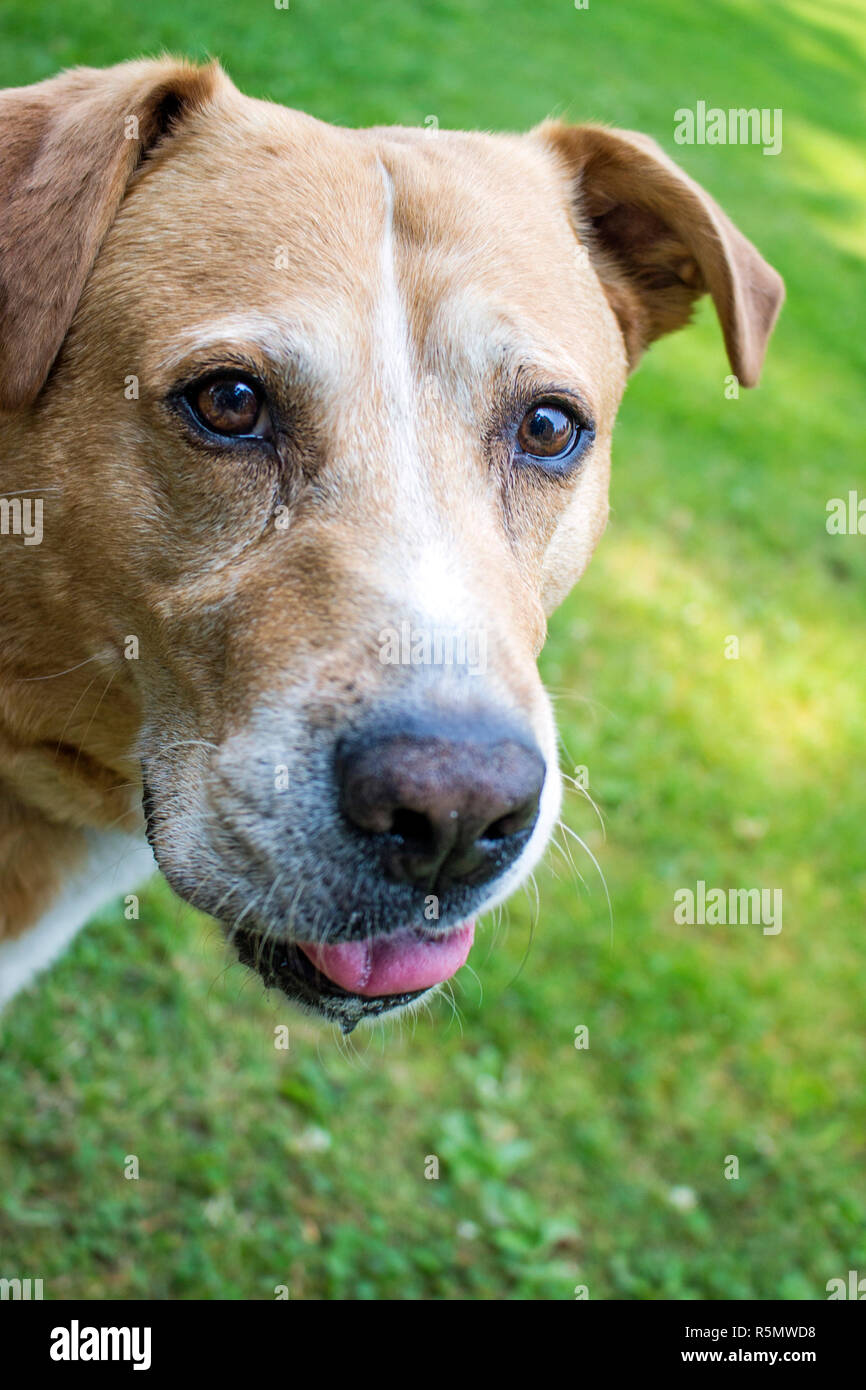 Close up photo of dog face Stock Photo - Alamy
