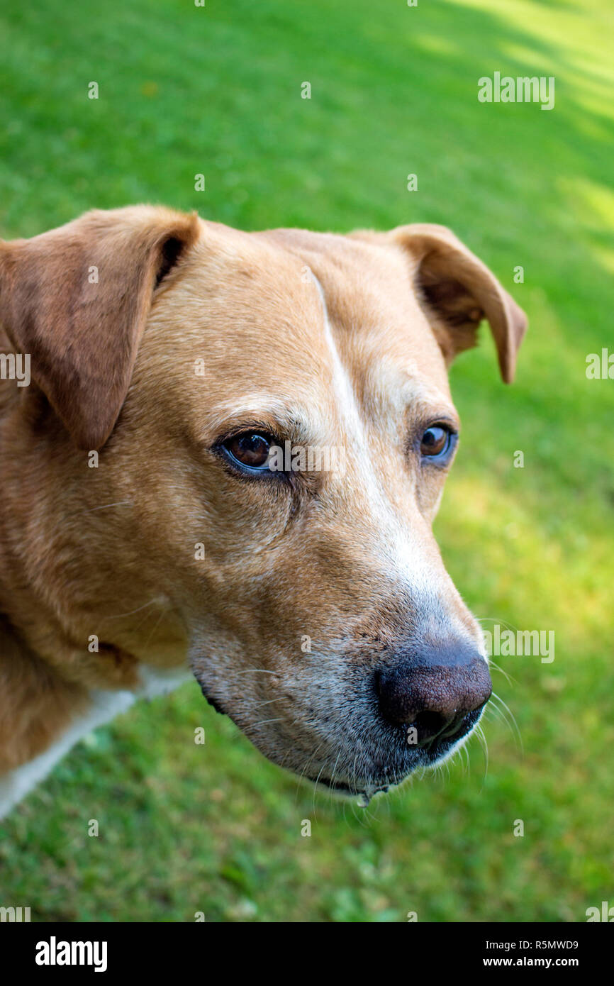 Close up photo of dog face Stock Photo - Alamy