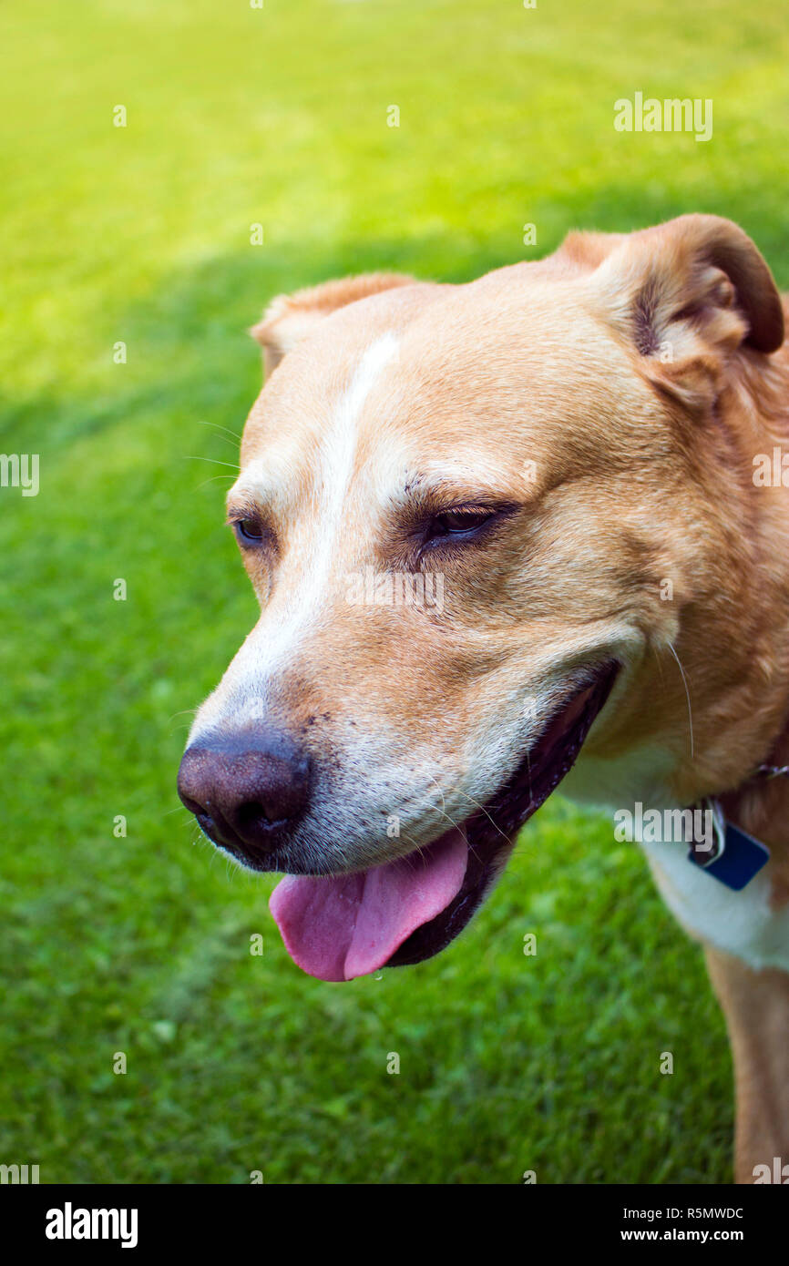 Close up photo of dog face Stock Photo - Alamy