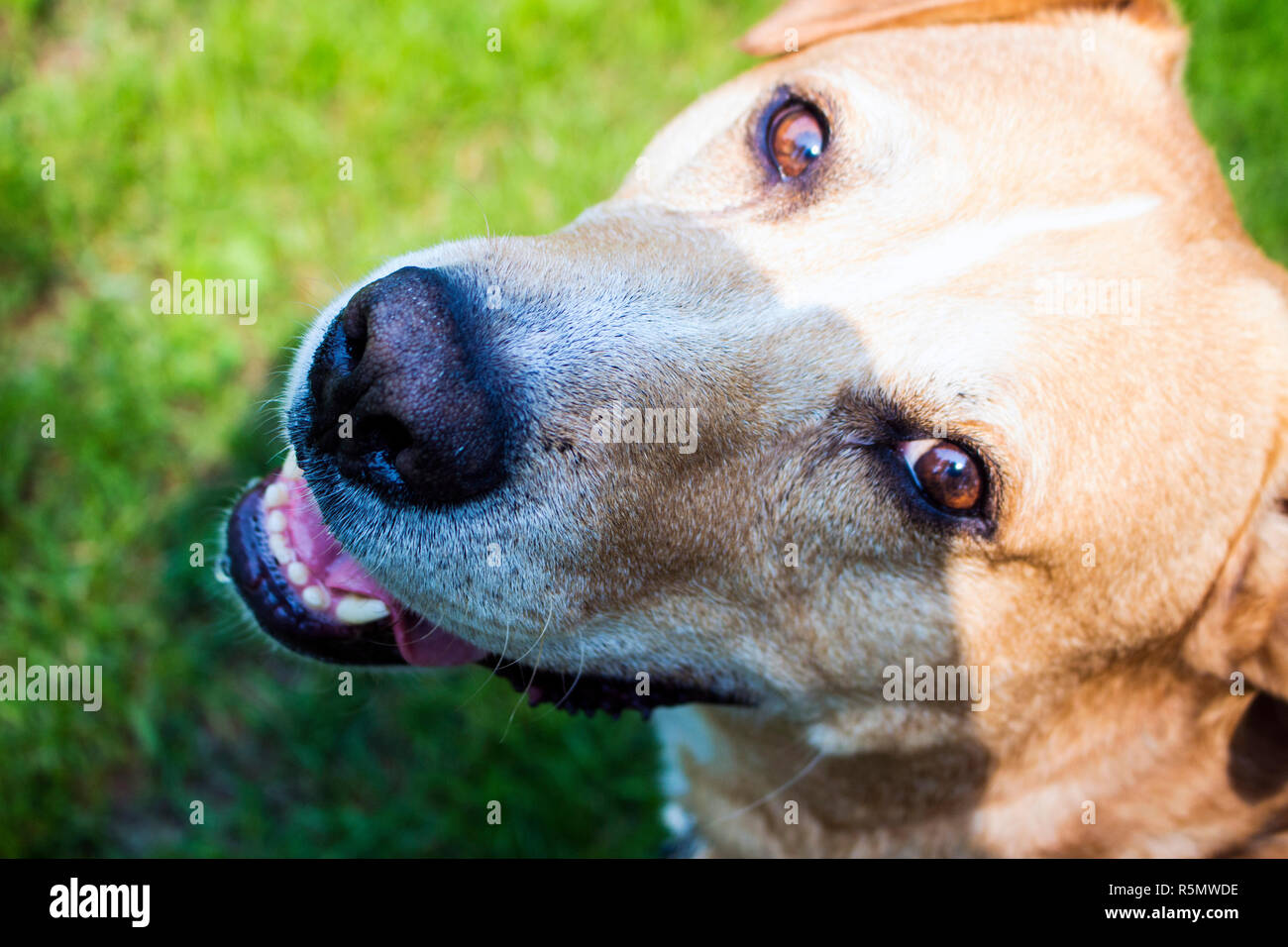 Close up photo of dog face Stock Photo - Alamy