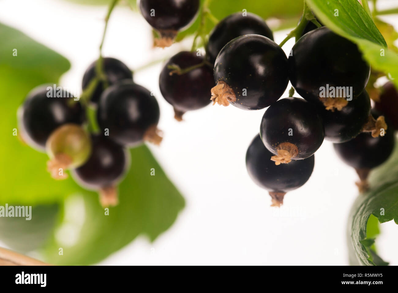 Blackcurrant fruit full of vitamins Stock Photo - Alamy