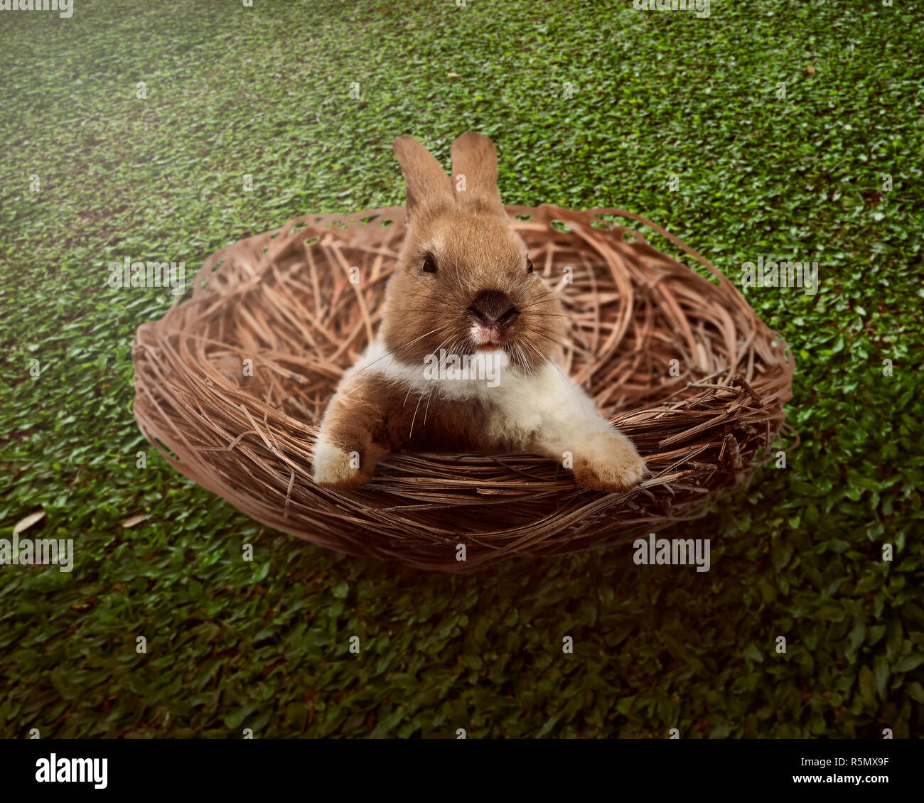 Cute easter bunny inside the nest Stock Photo - Alamy