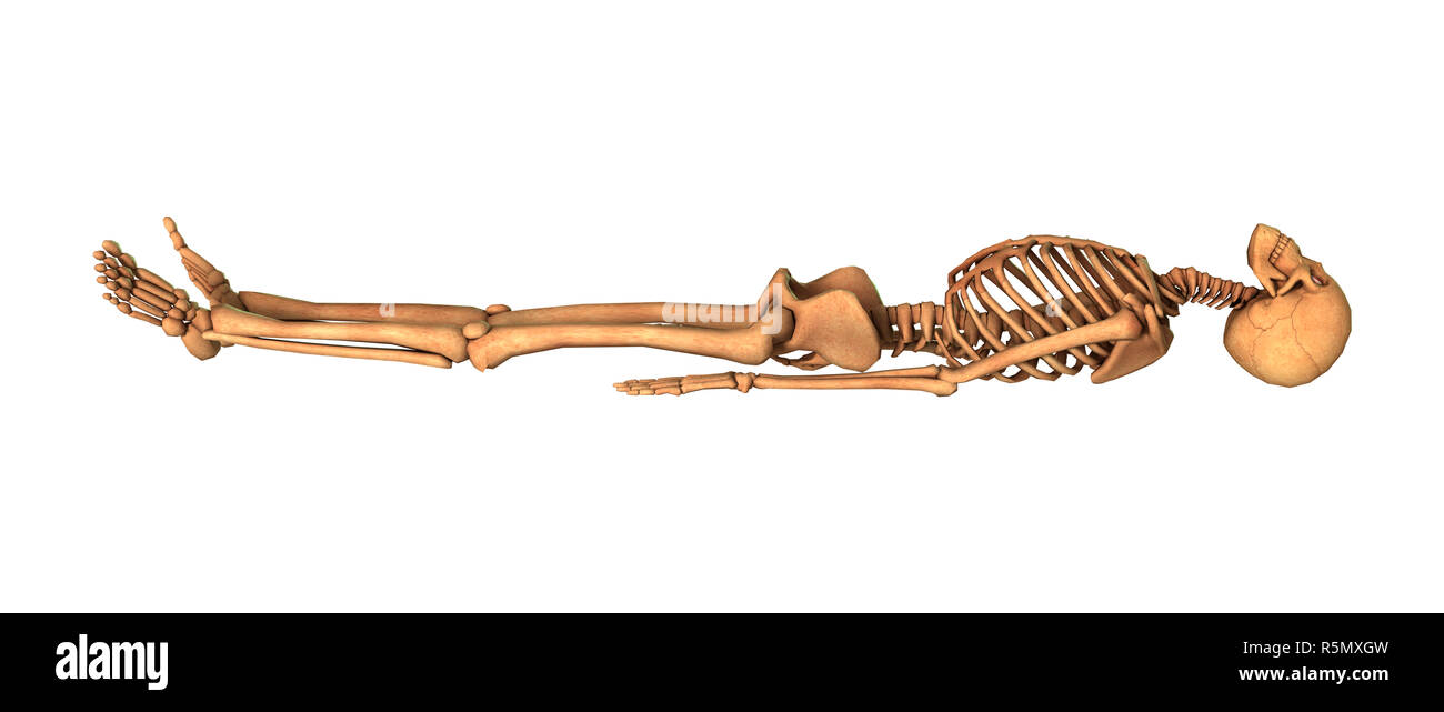 3D Rendering Human Skeleton in Cage on White Stock Photo - Alamy