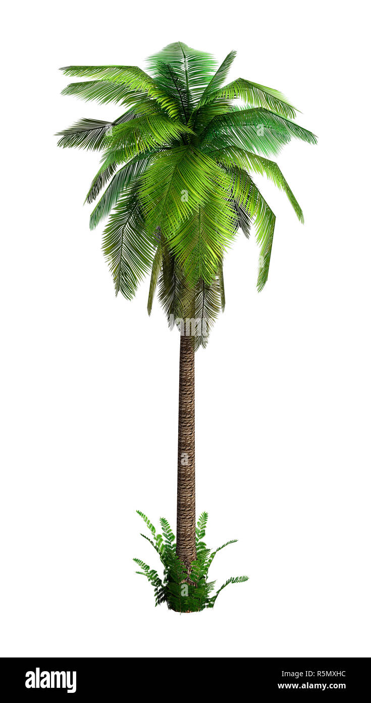 3D Rendering Palm Tree on White Stock Photo - Alamy