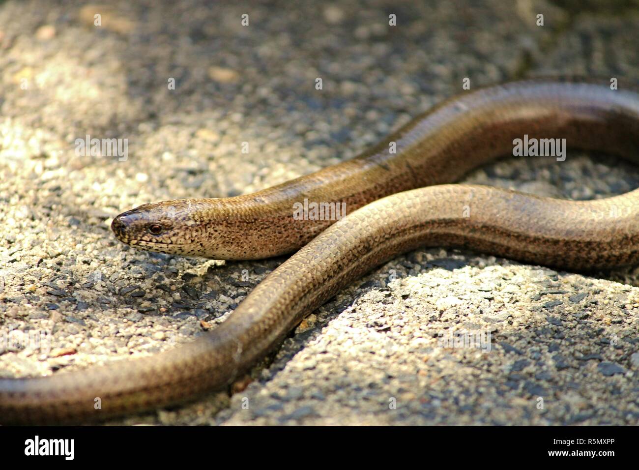 slow-worm in close-up Stock Photo - Alamy