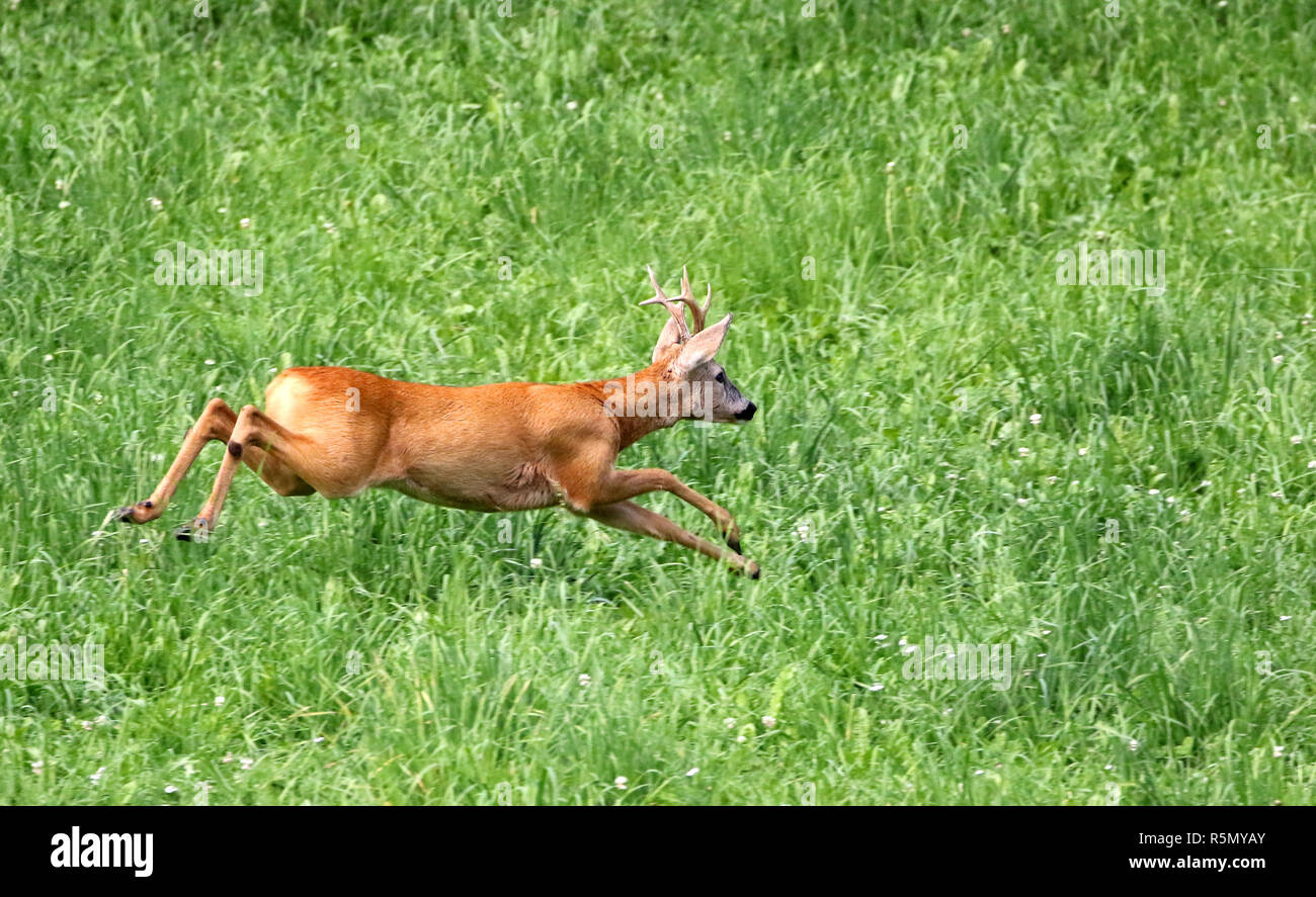 Roebuck does ricke hi-res stock photography and images - Alamy