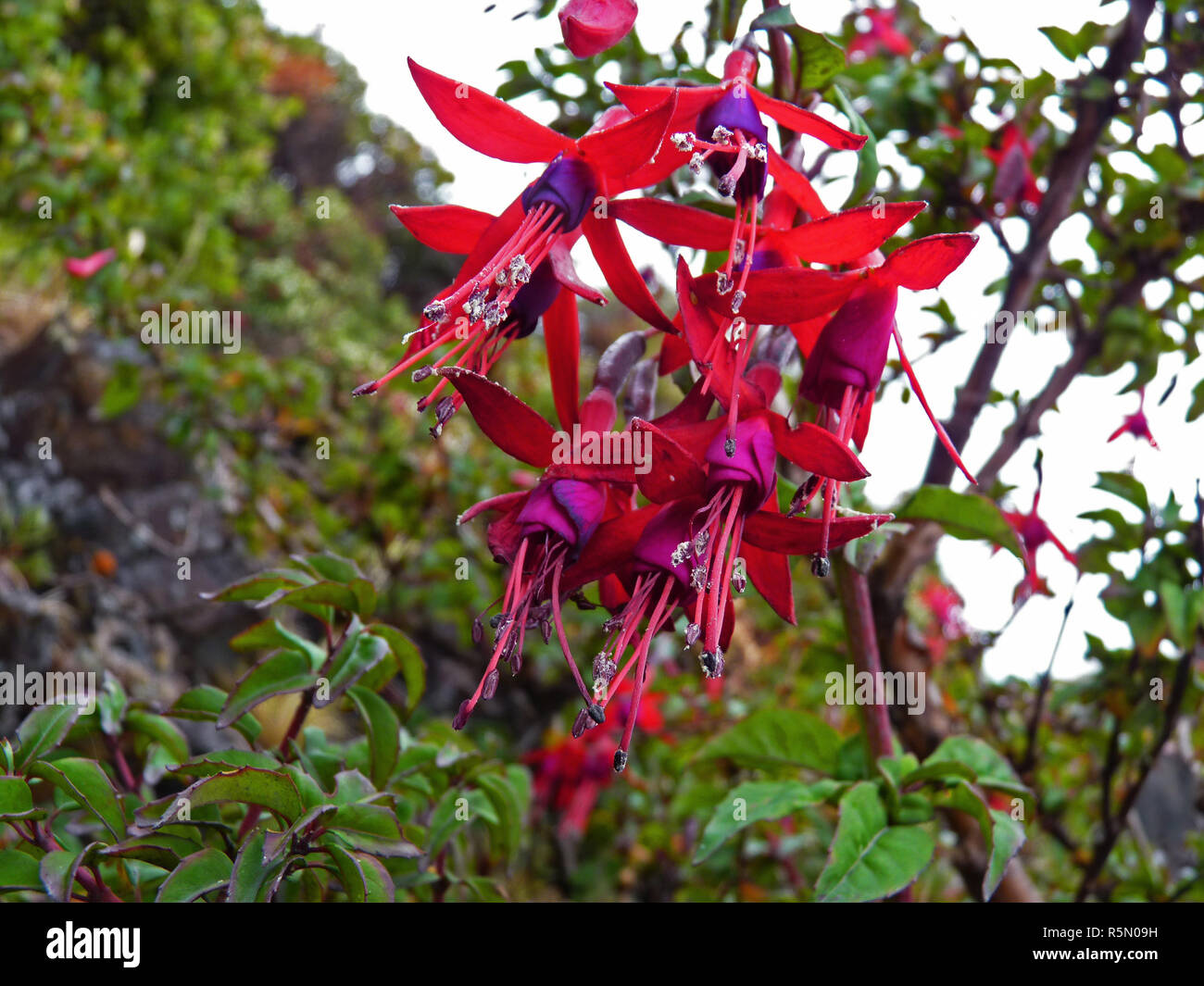 Native Fuchsia Plant High Resolution Stock Photography and Images - Alamy