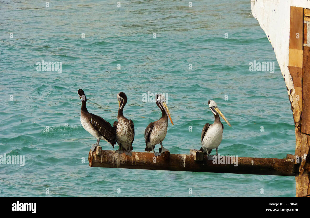 Horizontal bird photo hi-res stock photography and images - Alamy