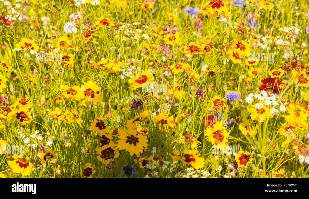 Amazing flower display hi-res stock photography and images - Alamy
