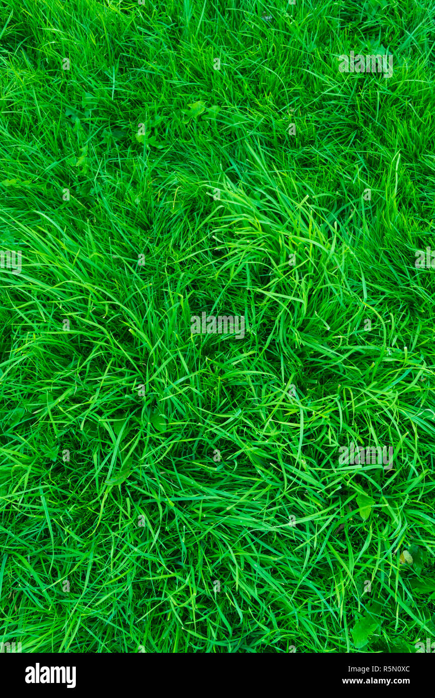Vertical orientated grass land Stock Photo - Alamy