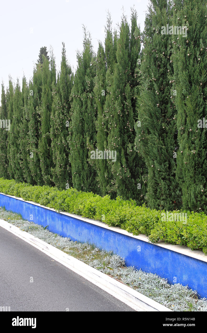 Evergreen hedge hi-res stock photography and images - Alamy