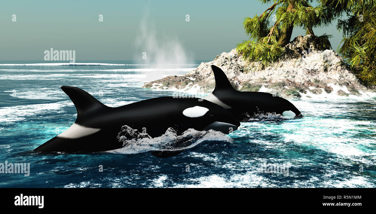 Killer whale underwater pod hi-res stock photography and images - Alamy
