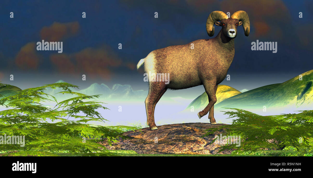 Big Horn Sheep Stock Photo - Alamy