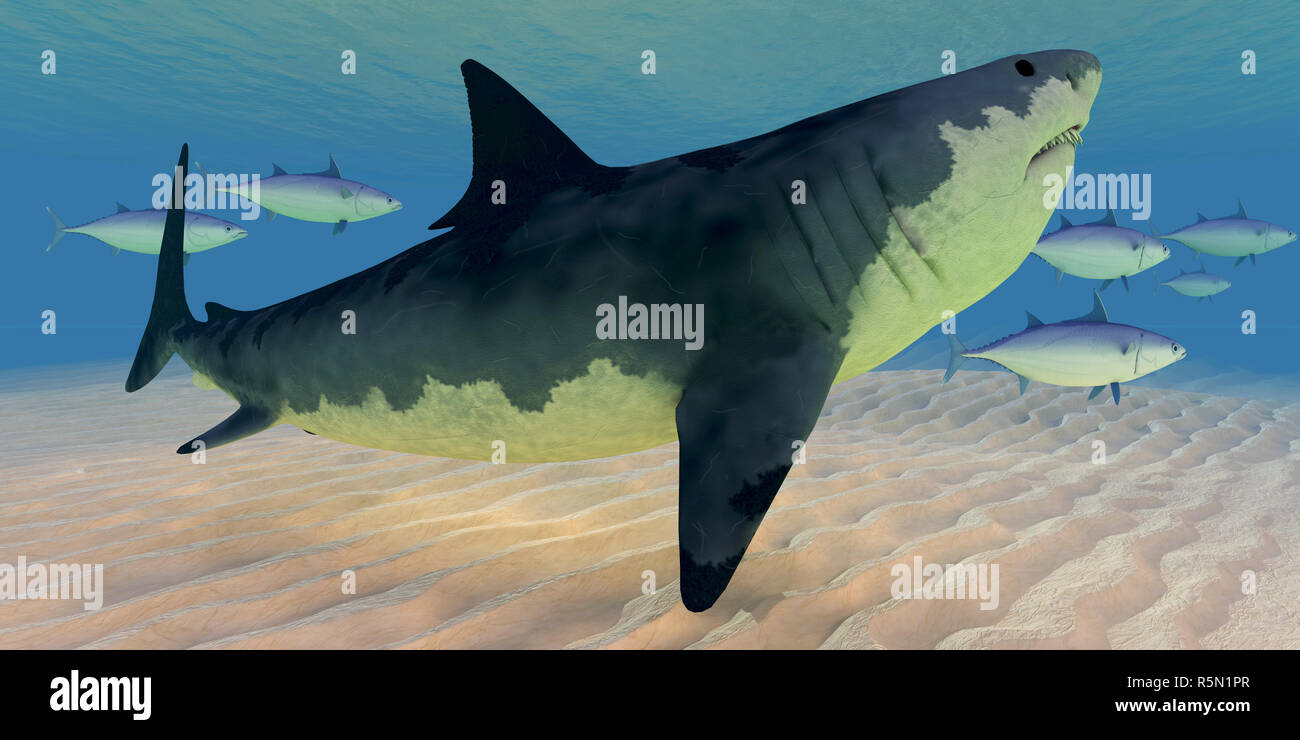 Great white shark eating tuna hi-res stock photography and images - Alamy