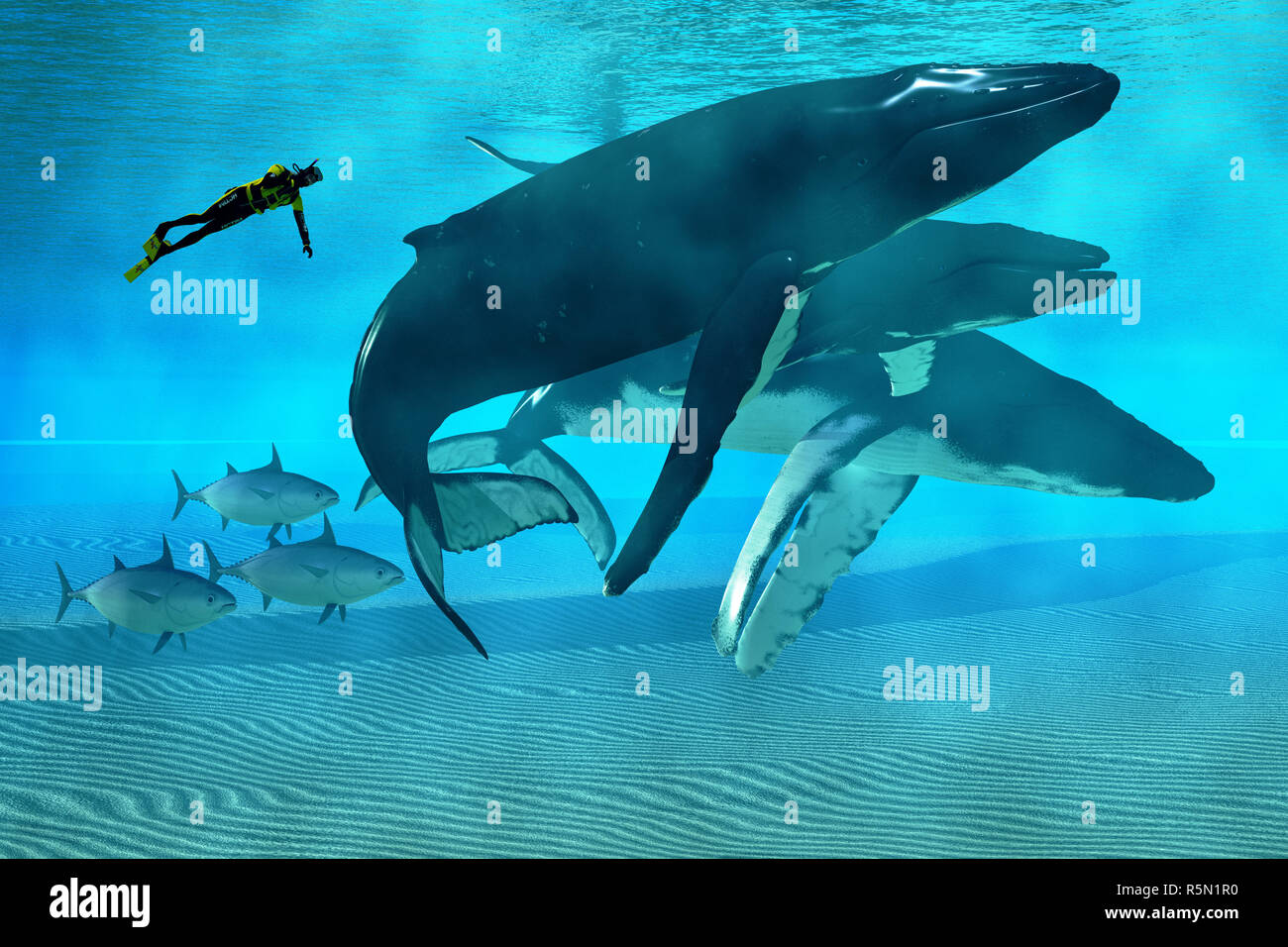 Humpback whale underwater diver hi-res stock photography and images - Alamy