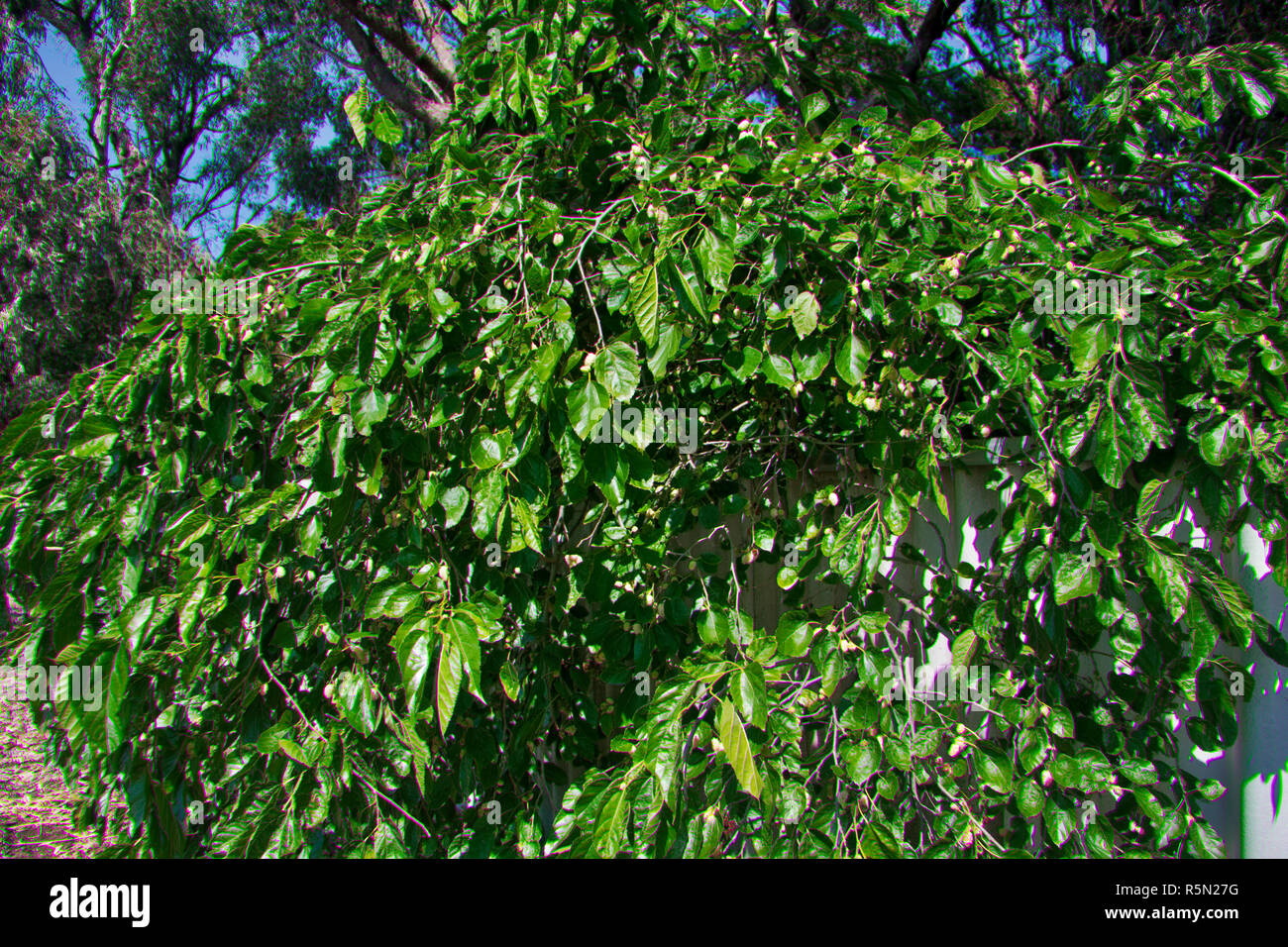 Foraging white mulberry hanging over fence Stock Photo - Alamy