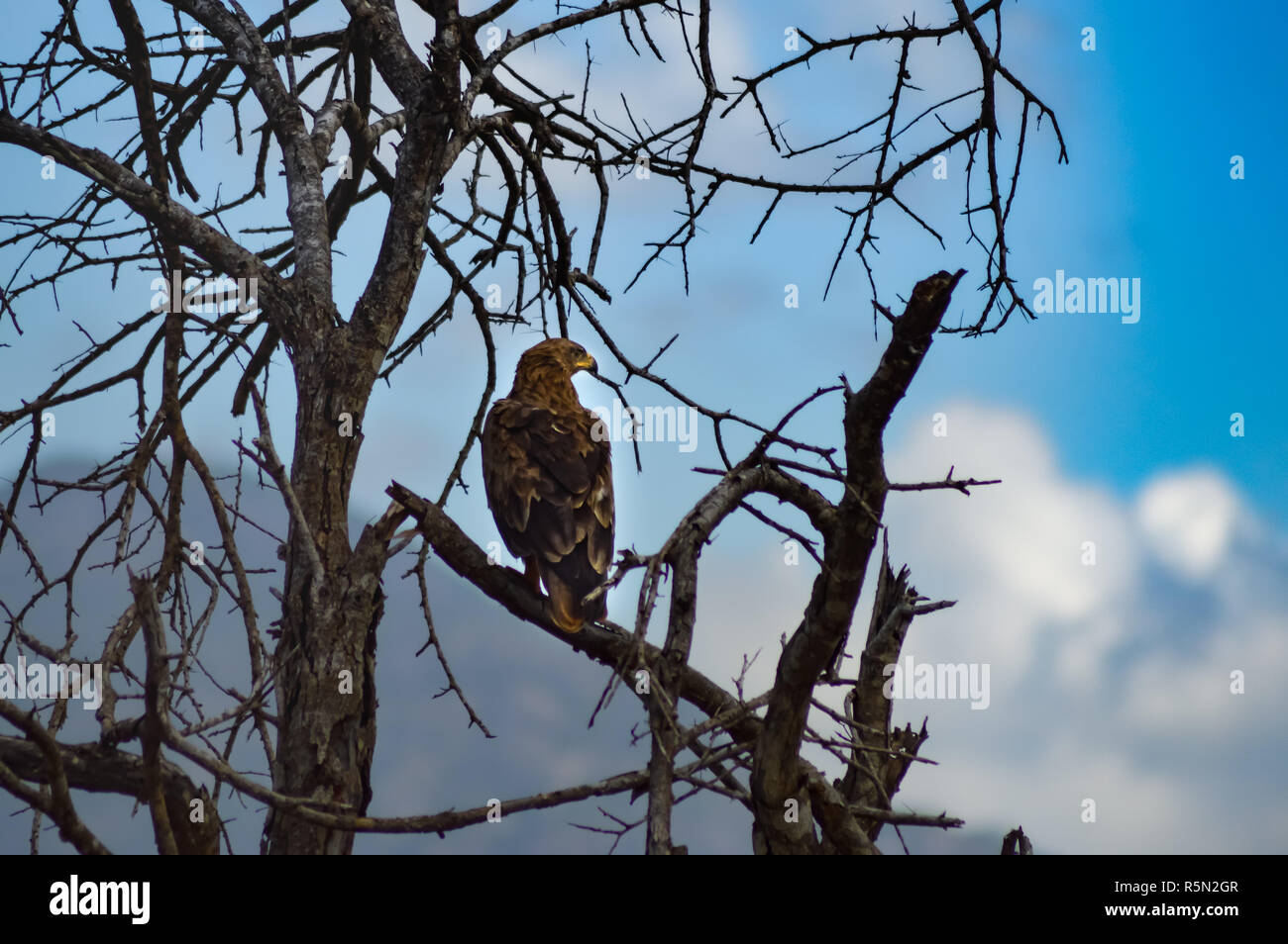 Eagle ravisher on a tree in the savanna Stock Photo - Alamy