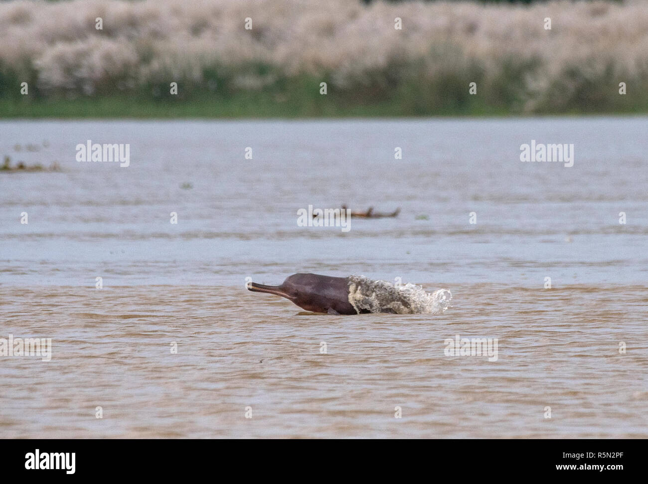 River dolphin in ganga hi-res stock photography and images - Alamy