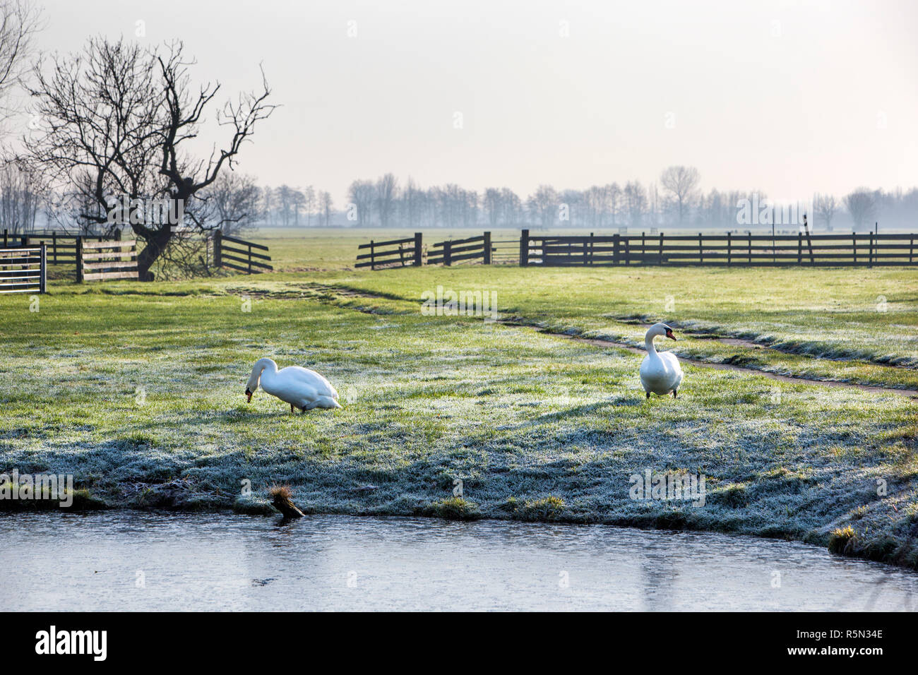 Dutch pasture landscape with swans Stock Photo - Alamy
