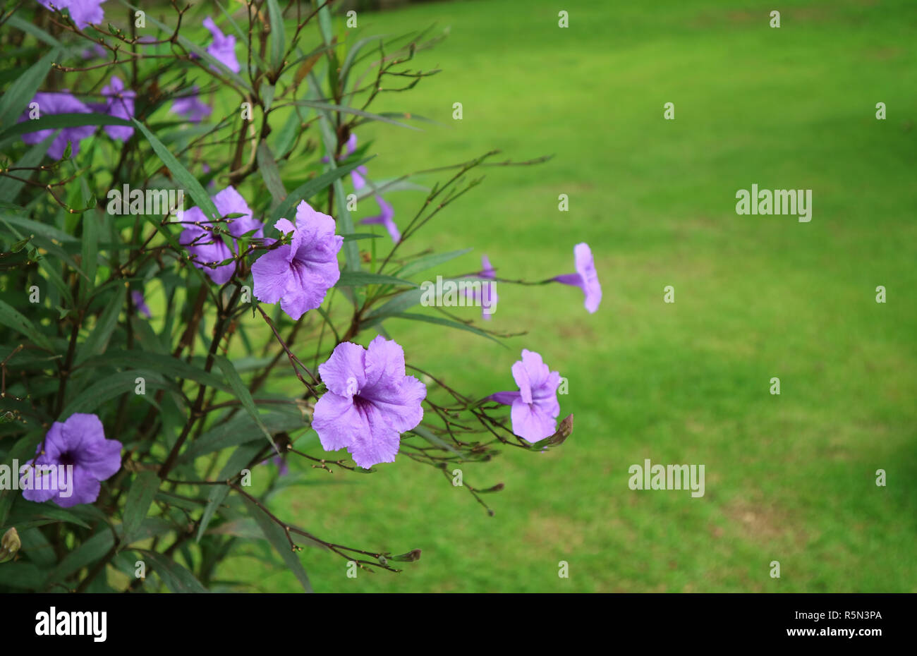 Purple ruellia tuberosa hi-res stock photography and images - Alamy