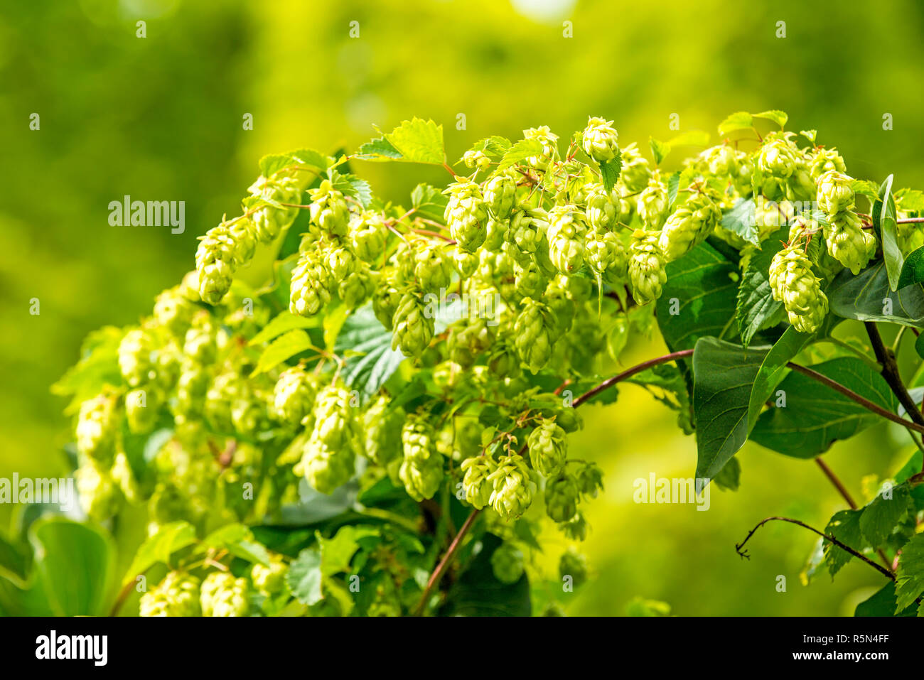 Hopfenzapfen hi-res stock photography and images - Alamy
