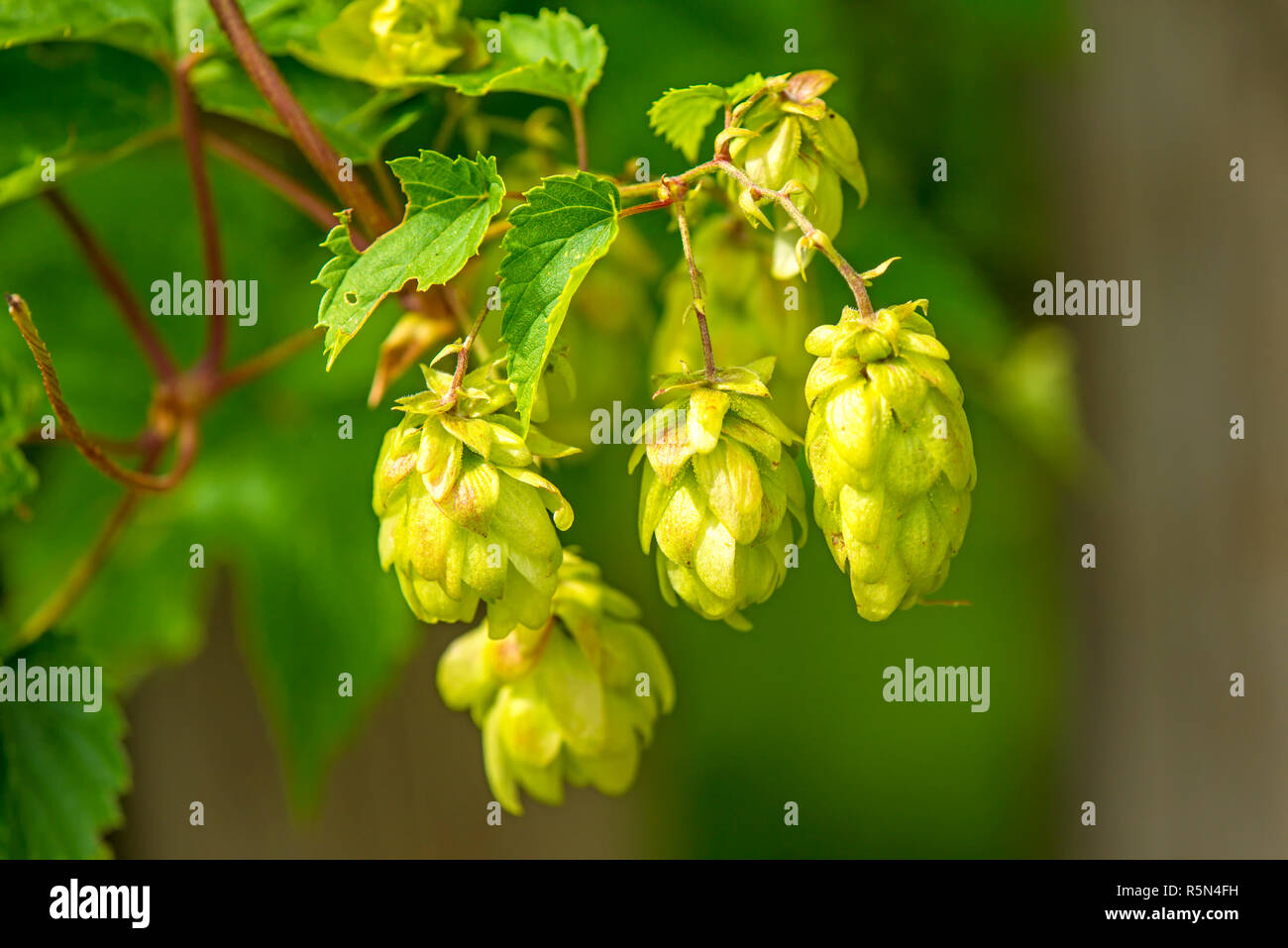 Hopfenzapfen hi-res stock photography and images - Alamy