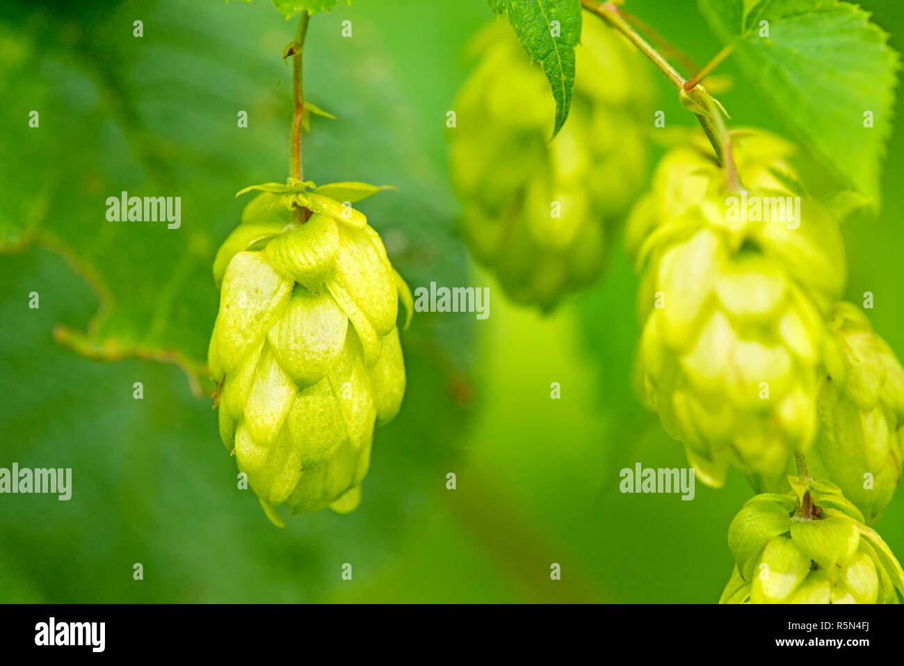 Hopfenzapfen hi-res stock photography and images - Alamy