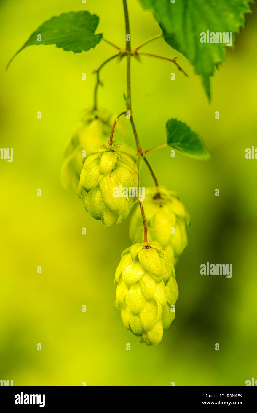 Hopfenzapfen hi-res stock photography and images - Alamy