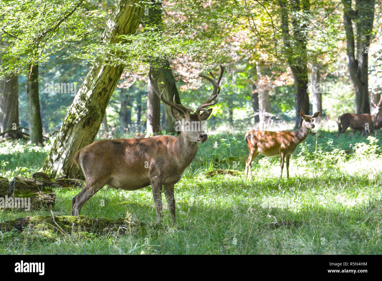 deer in the forest Stock Photo - Alamy