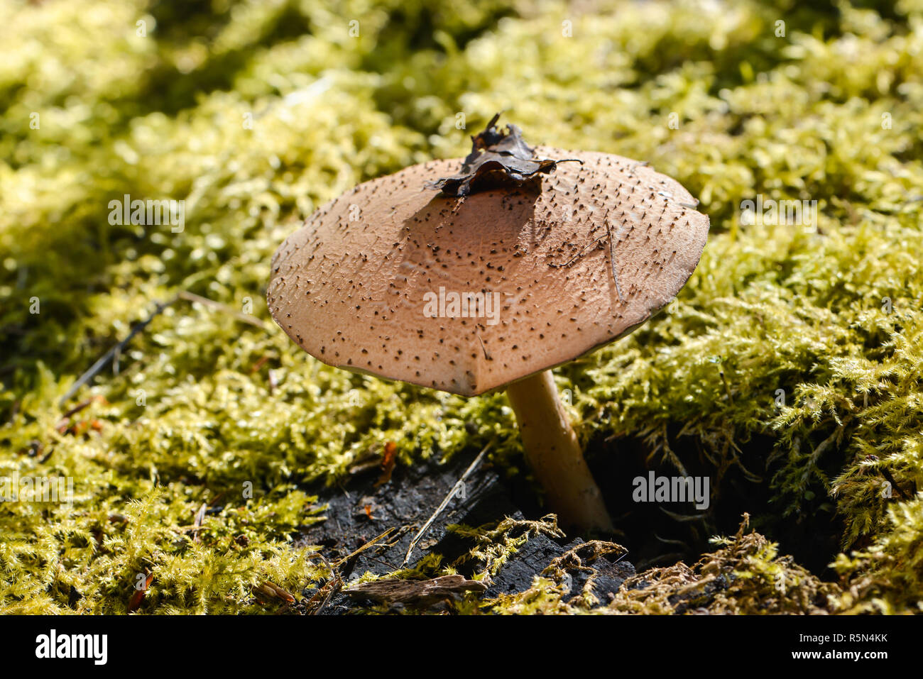 Moss deadly forest toxic hi-res stock photography and images - Alamy