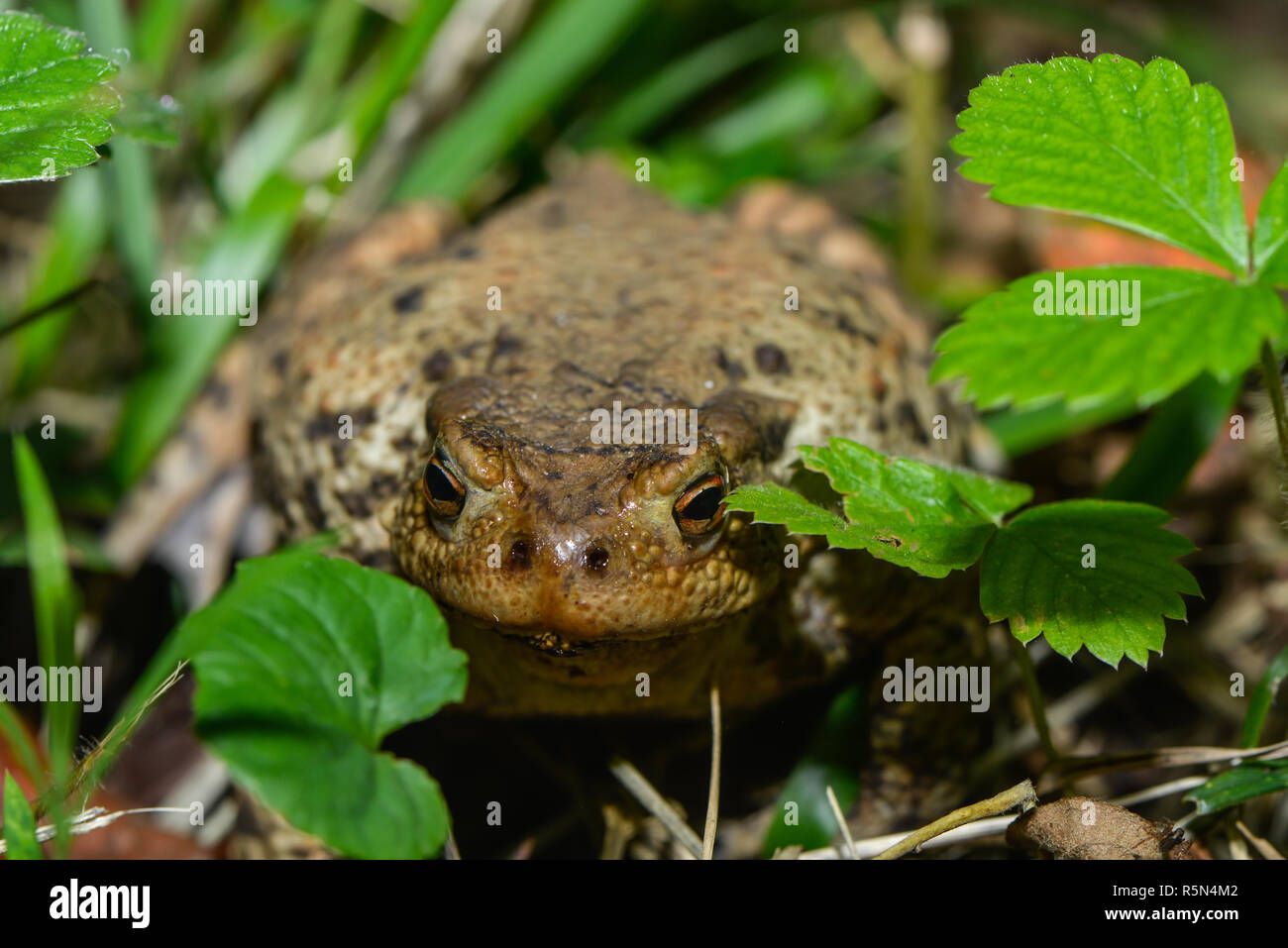 common toad in the meadow Stock Photo - Alamy