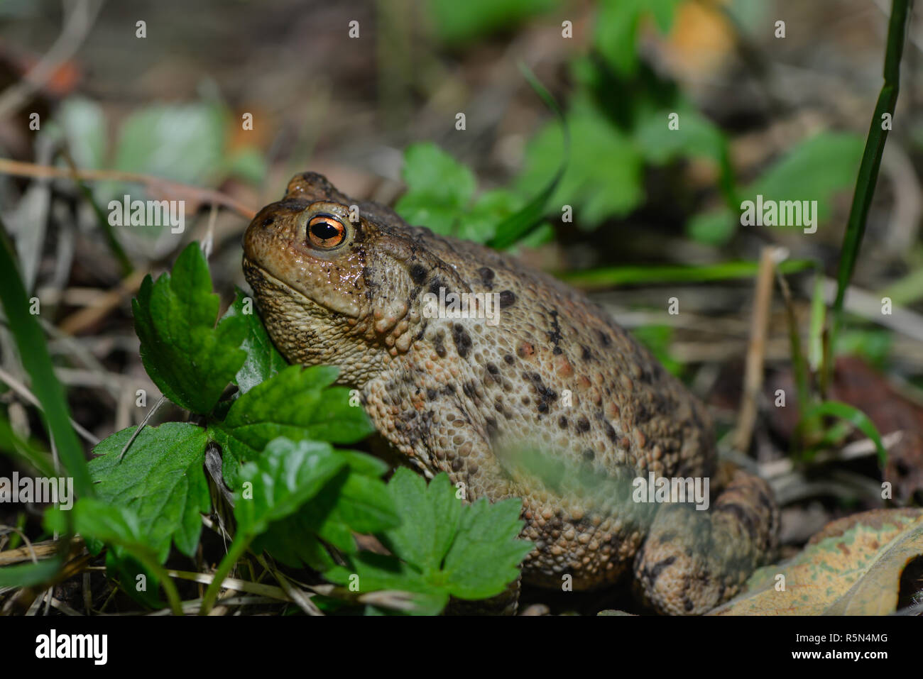 common toad in the meadow Stock Photo - Alamy