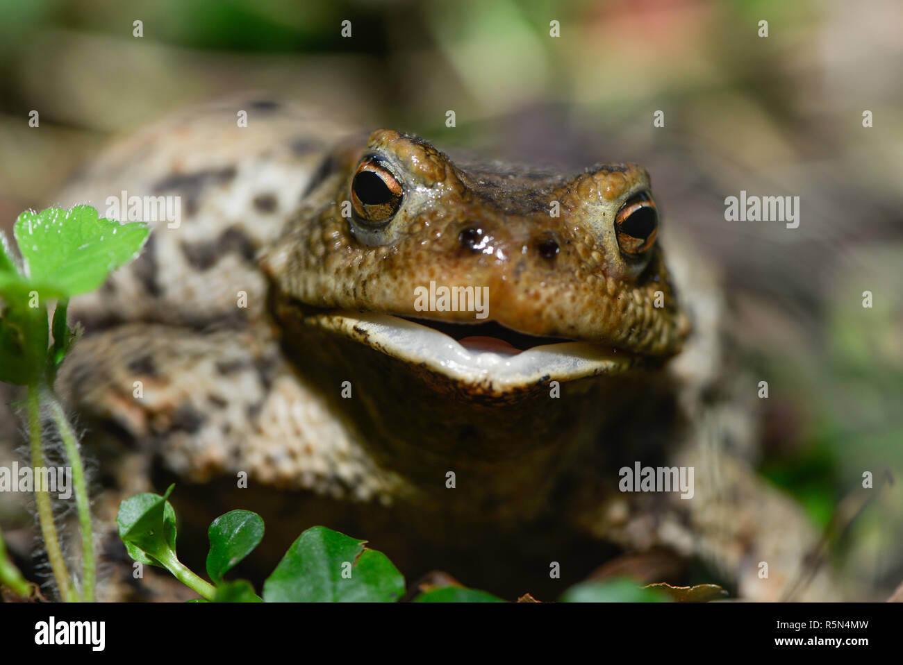 common toad in the meadow Stock Photo - Alamy