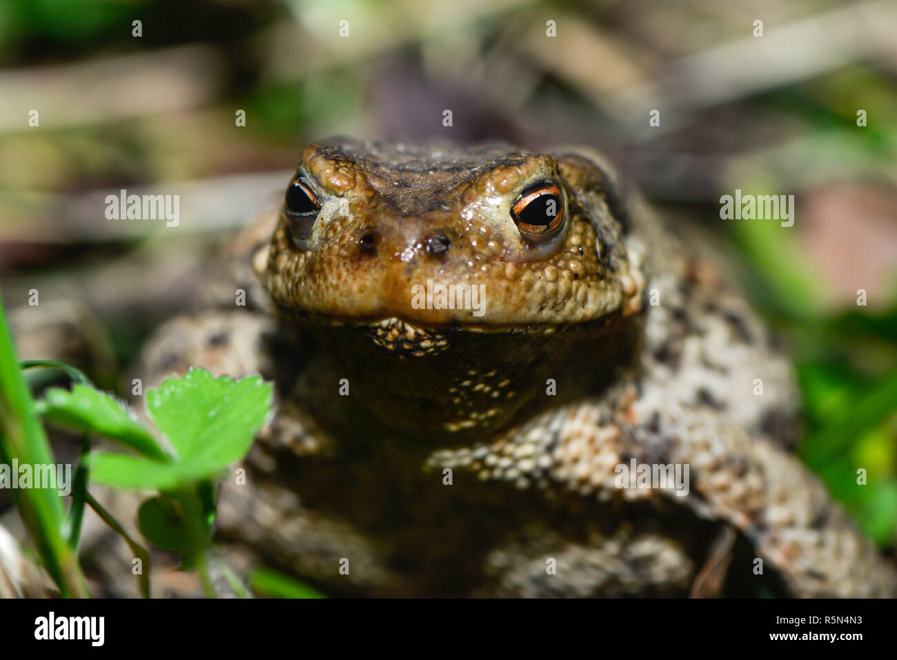 common toad in the meadow Stock Photo - Alamy