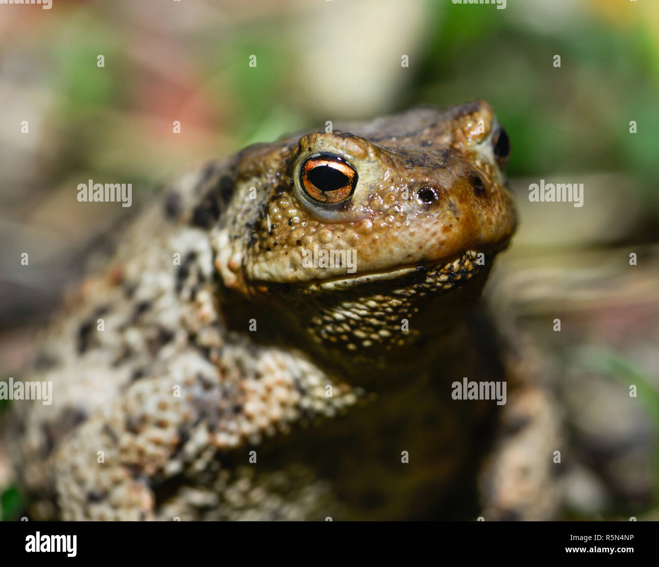 common toad in the meadow Stock Photo - Alamy